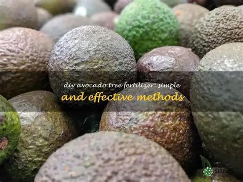 Diy Avocado Tree Fertilizer Simple And Effective Methods Shuncy