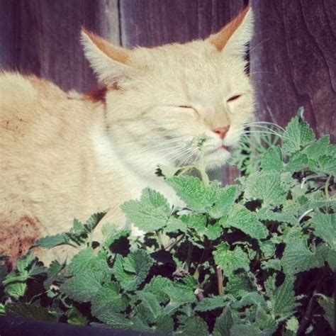 Catnip Herb Of The Week CommonWealth Holistic Herbalism