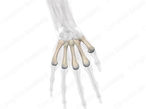 Metacarpal Bones Left Complete Anatomy