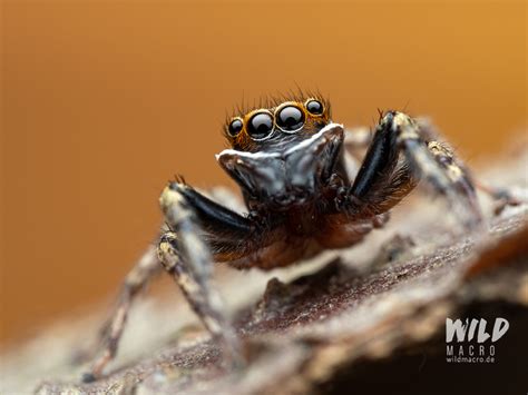 What Is The Best Flash For Macro Photography Wildmacro Extreme Macro Photography