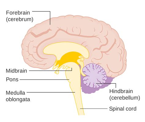 Filediagram Showing The Brain Stem Which Includes The Medulla