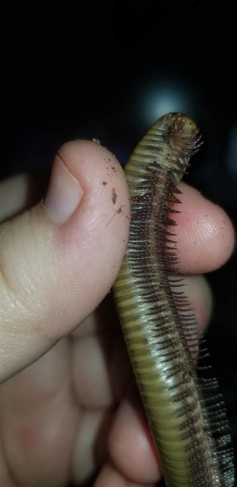 What Sex Is This Milli Is There A Better Way To Sex Them Than Gonopods Cant Seem To Figure It