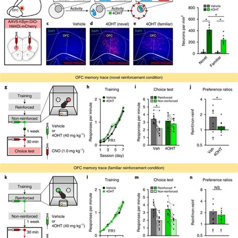 New Action Learning Triggers Dendritic Spine Plasticity Within A