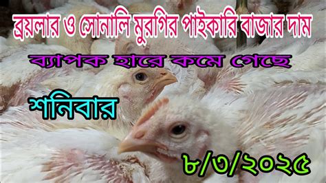 পানির চেয়েও কম দামে বিক্রি হচ্ছে মুরগি ব্রয়লার ও সোনালি মুরগির আজকের পাইকারি বাজার দাম Youtube