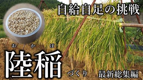 総集編陸稲栽培の全行程2022 種まきから籾摺りまで畑でできる機械いらずの米作りで自給自足 YouTube