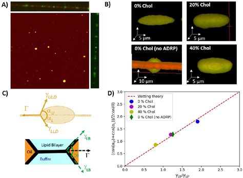 Pdf Bilayer Embedded Lipid Droplets Coated With Perilipin Display A