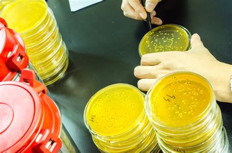 Bioculture For Aerobic Sequencing Batch Reactor Buy Aerobic Bacteria For Sbraerobic Microbes