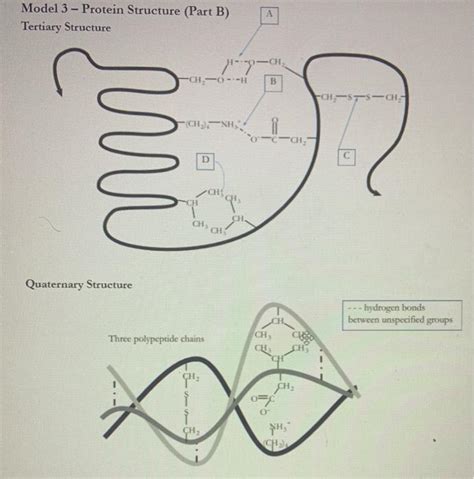 Solved Model 3 Protein Structure Part B Tertiary