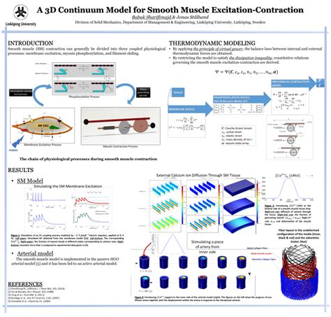 Pdf A 3d Continuum Model For Smooth Muscle Excitation Contraction