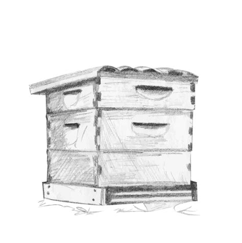 나무 벌집 손으로 그려진 스케치 양봉 벌 프리미엄 벡터