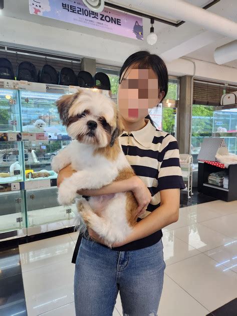 도그마루 보호소 시츄 콩이 사모예드책임분양 스피츠책임분양 시바견책임분양 시베리안허스키책임분양 시츄책임분양 요크셔테리어책임분양 웰시코기책임분양 이탈리아그레이하운드책임분양