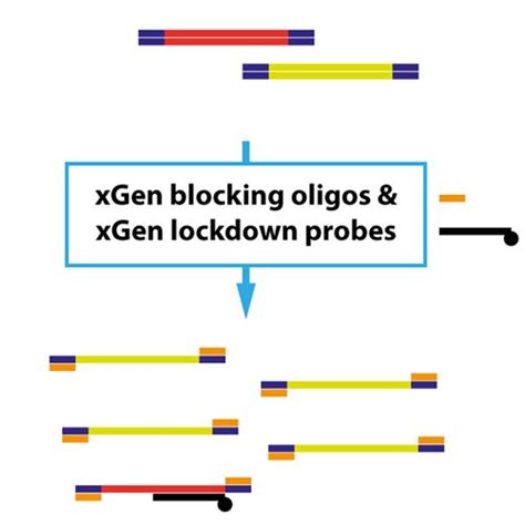 Detection Of Plasmid Sequences By Visualization Of Reads That Cannot Be Download Scientific
