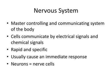 PPT Chapter 11 Fundamentals Of The Nervous System And Nervous Tissue