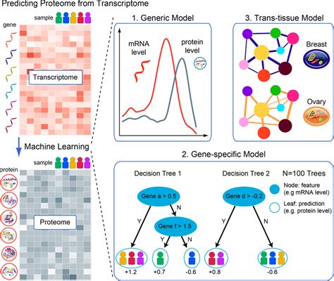 overview of the algorithm design for predicting proteomic expression