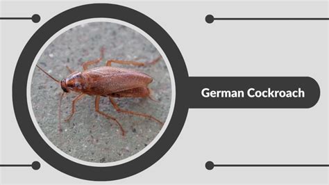 10 Types Of Asian Cockroaches Identification With Pictures