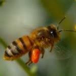 Russian Bee Early Season Management Washington Island Sweet Mountain