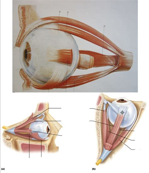 Extrinsic Eye Muscles Labelling Diagram Quizlet