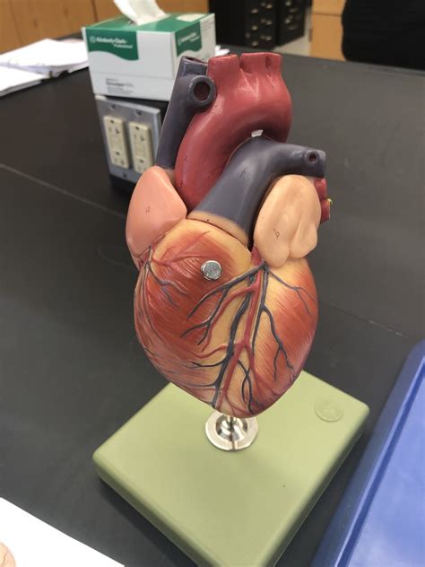 Heart 2 Diagram Quizlet