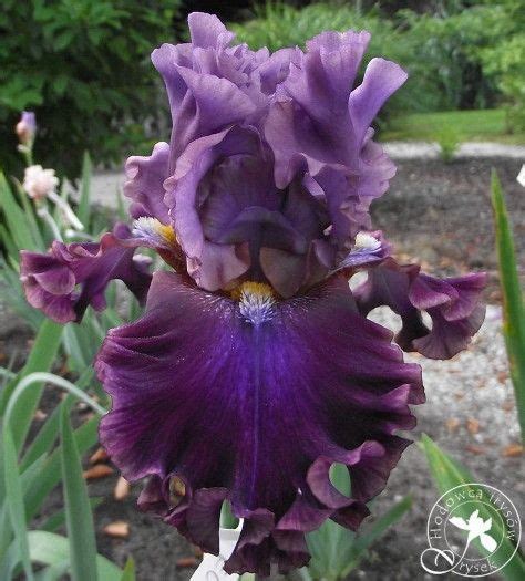 Tall Bearded Iris Electric Candy Blyth Iris Garden Iris Flowers
