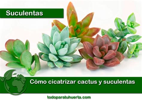 Cómo Identificar Suculentas Y Cactus 🌱 Th Suculentas