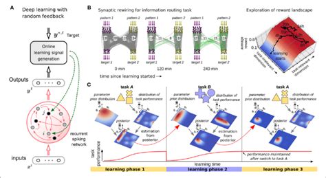biologically inspired algorithms of learning in spiking neural