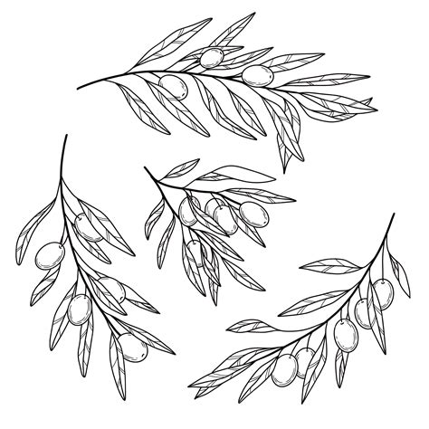 Premium Vector Hand Drawn Olive Branch Outline Illustration