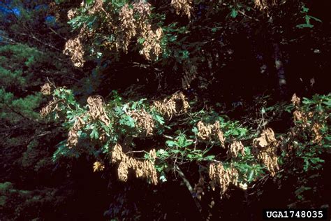 What Is Branch Flagging Information On Flagging Damage To Trees