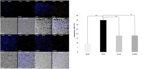 The Result Shows Dapi Staining Tunel Staining And Merge Download Scientific Diagram
