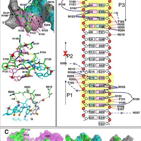 T Ag Obd Dna Interactions A Three Close Up Views Of The Protein Dna Download Scientific