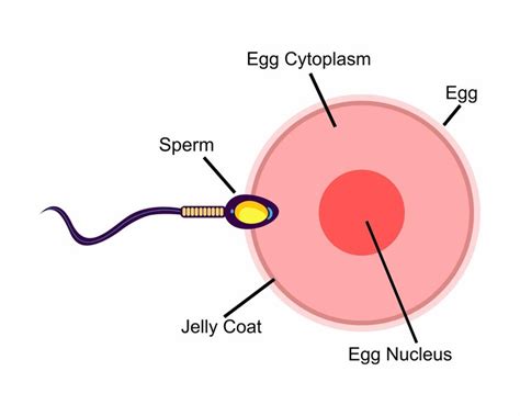 Premium Vector Human Sexual Reproductive System Female Egg Anatomy Structure