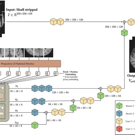 architecture of vit based unetr directly connected to a cnn based
