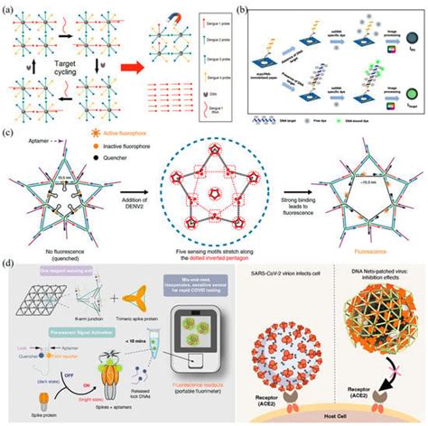 Recent Advances In Dna Nanotechnology Enabled Biosensors For Virus Detection