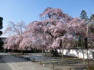 醍醐寺の桜豊臣秀吉が催した醍醐の花見は日本一のお花見 伏見醍醐 とっておきの京都プロジェクト