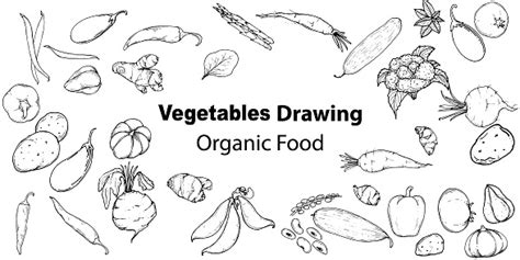 벡터 손으로 그린 야채 아이콘 세트 장식 복고풍 스타일 컬렉션 농장 제품 레스토랑 메뉴 시장 라벨 배너 및 템플릿 디자인 채소에 대한 스톡 벡터 아트 및 기타 이미지