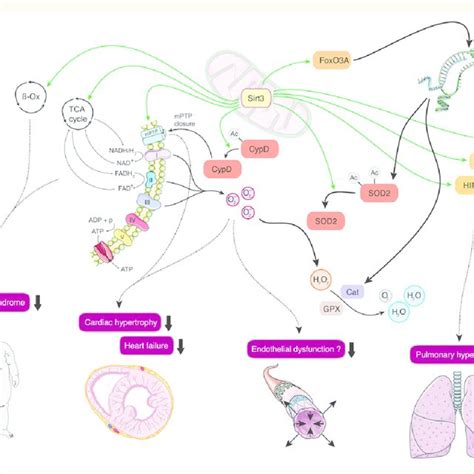 Cardiovascular Effects Of Sirt3 Mitochondrial Sirt3 Drives The Download Scientific Diagram