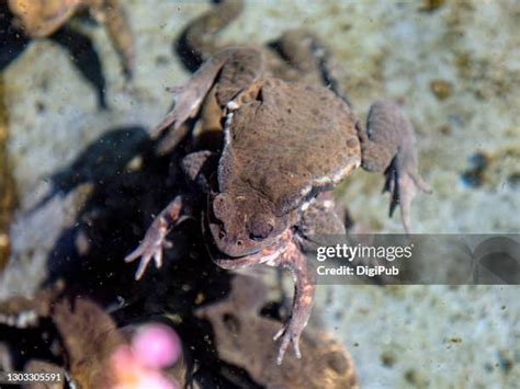 Japanese Toad Photos And Premium High Res Pictures Getty Images