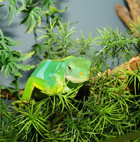 Los 10 Mejores Circuitos Por Fiyi 20262027 Tourradar