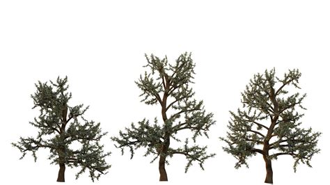 Geo Nodes Tutorial How To Make Trees In Blender Blendernation Bazaar