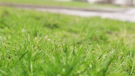 Grass In The Rain Spring Rain Nature Details Stock Footage Video
