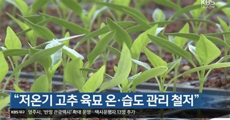 여기는 안동 저온기 고추 육묘 온·습도 관리 철저” 외