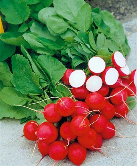РЕДИС — Семена для Сибири