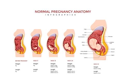 Anatomy Pregnant Woman Over 3 488 Royalty Free Licensable Stock