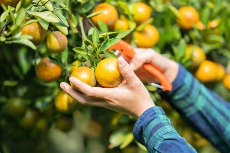 Citrus Fruit Fertiliser The Best Time To Fertilise Your Citrus Trees