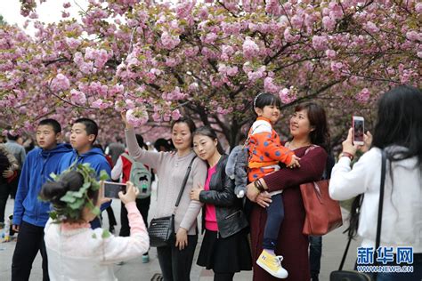 【新华网】中科大校园樱花绽放 春色烂漫游人如织 中国科大新闻网