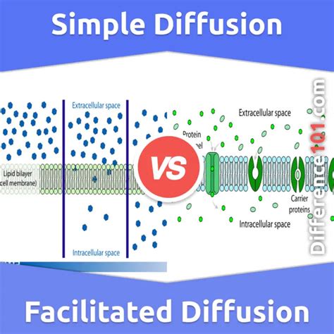 Simple Diffusion Vs Facilitated Diffusion 6 Key Differences Examples Similarities