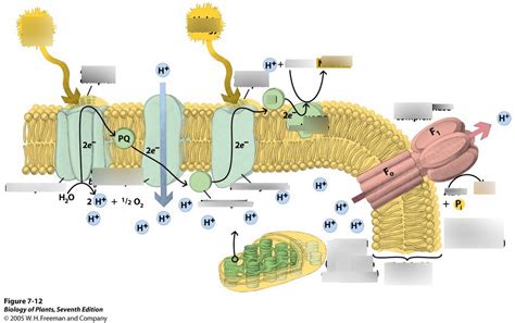 Noncyclic Photophosphorylation Diagram Quizlet