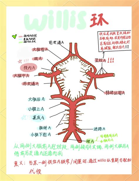 脑部动脉全解析：轻松理解大脑供血系统🧠