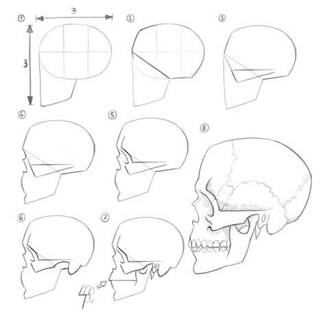 Pin By Diana Astudillo On Anatomia Skull Drawing Sketches Skulls