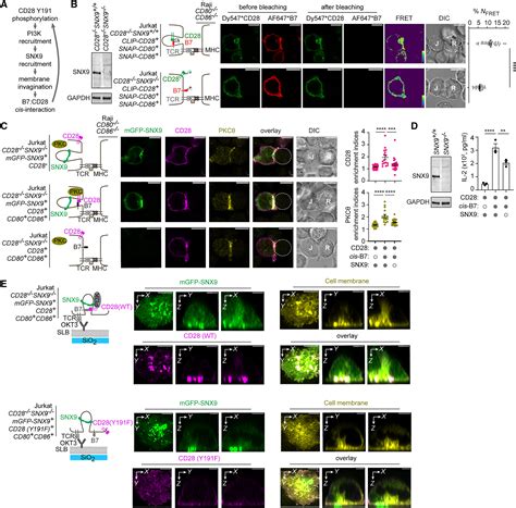 Cis B7 Cd28 Interactions At Invaginated Synaptic Membranes Provide Cd28 Co Stimulation And