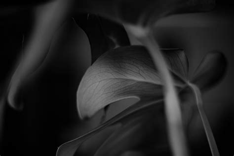 Grayscale Photo Of Leaf Plant Photo Free Grey Image On Unsplash